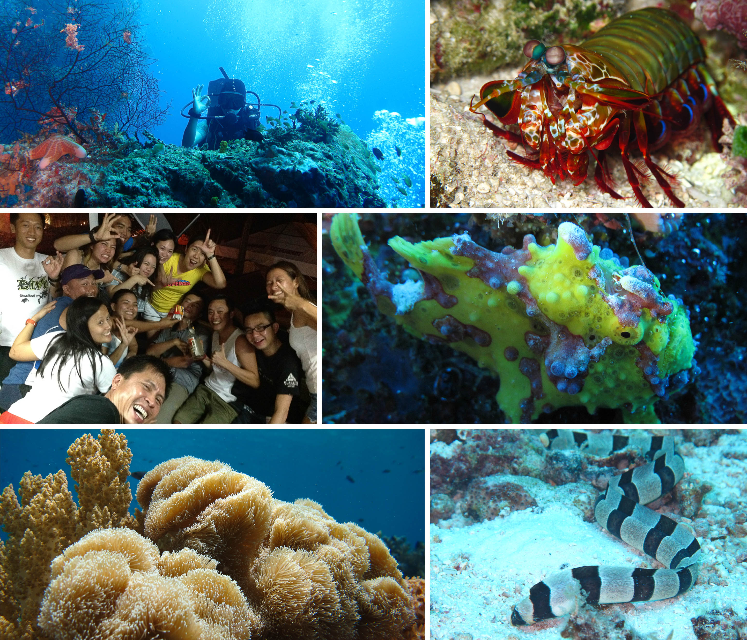 Dive Bohol – Stunning Visibility in Balicasag – divers.ph